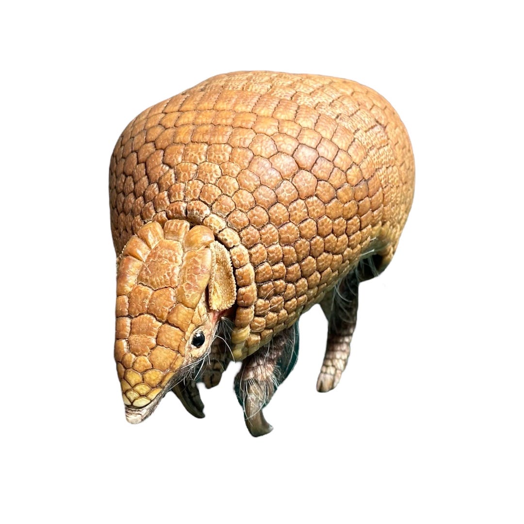 Real Freeze Dried Three Banded Armadillo Full Body Mount - Etsy