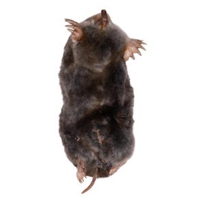 Real Freeze-dried Mole Taxidermy - Etsy