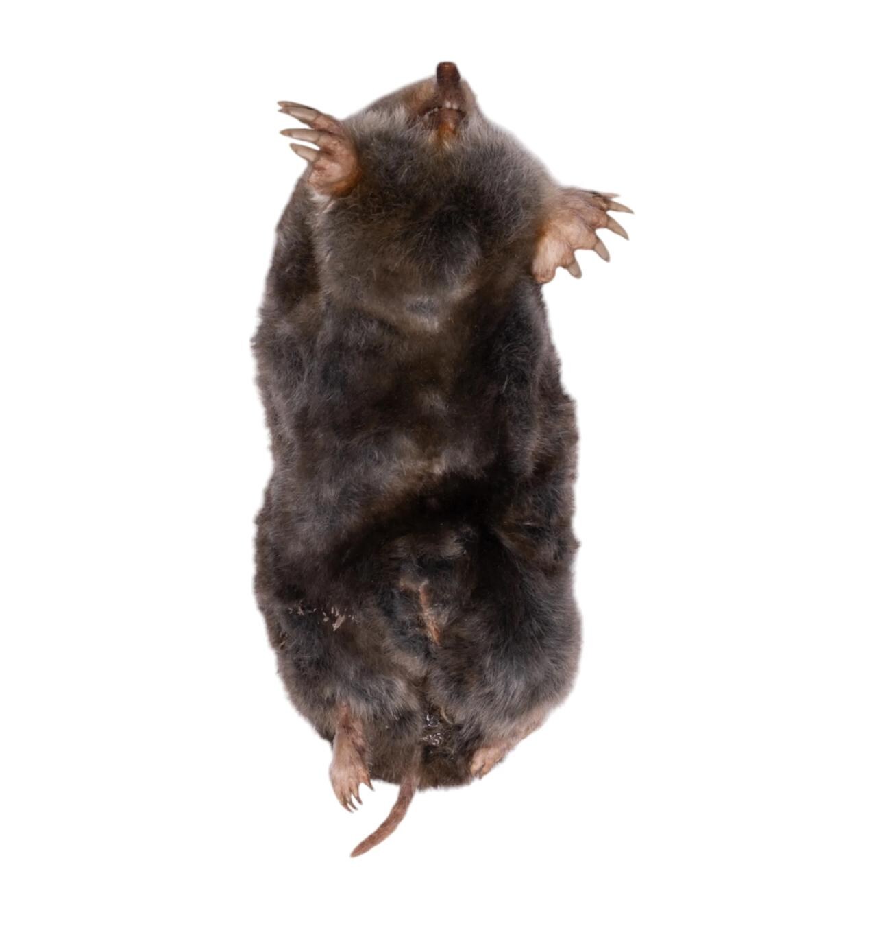 Real Freeze-dried Mole Taxidermy - Etsy