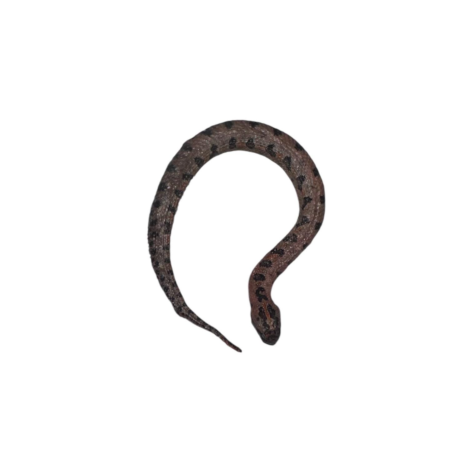 Real Freeze Dried Pygmy Rattle Snake - Etsy