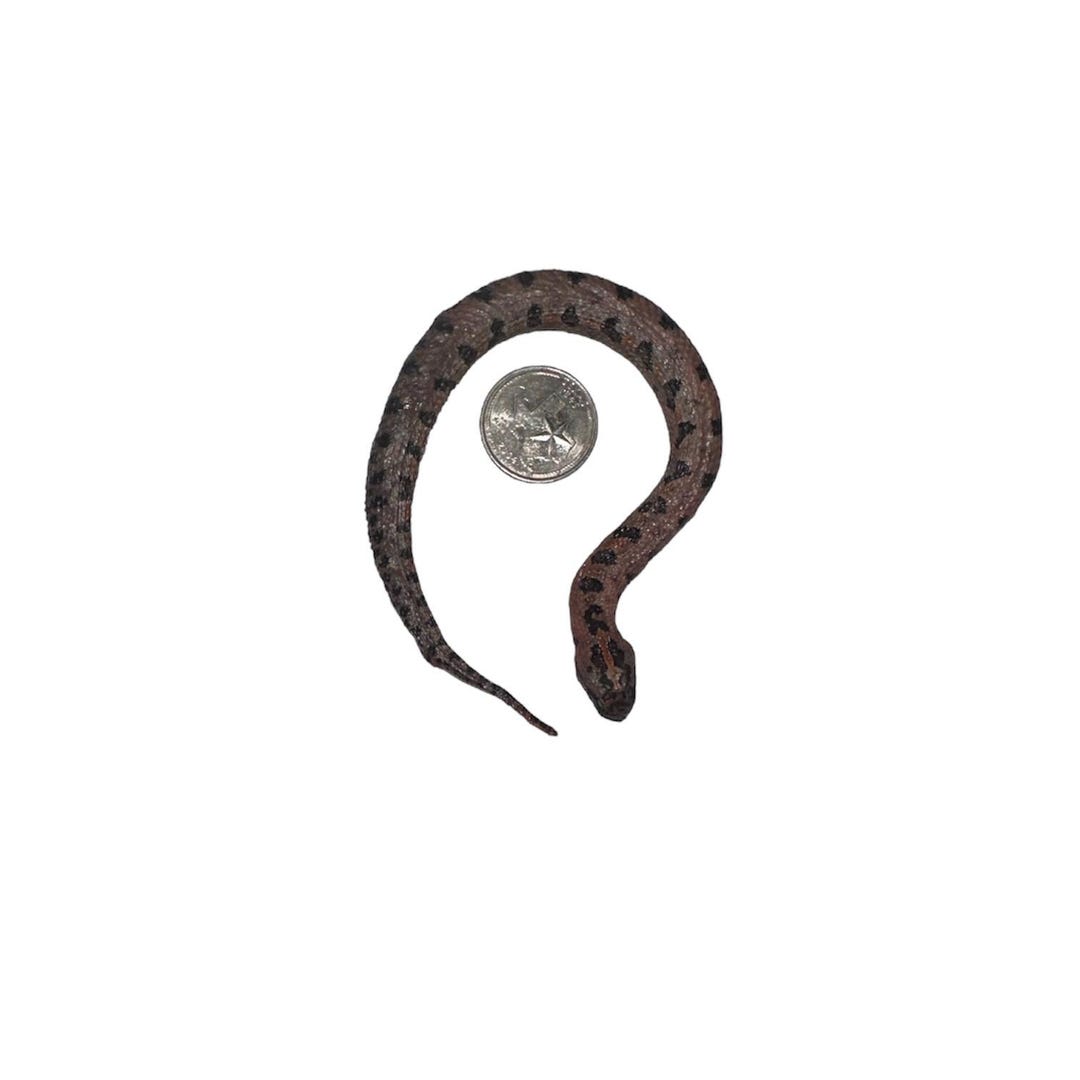 Real Freeze Dried Pygmy Rattle Snake - Etsy