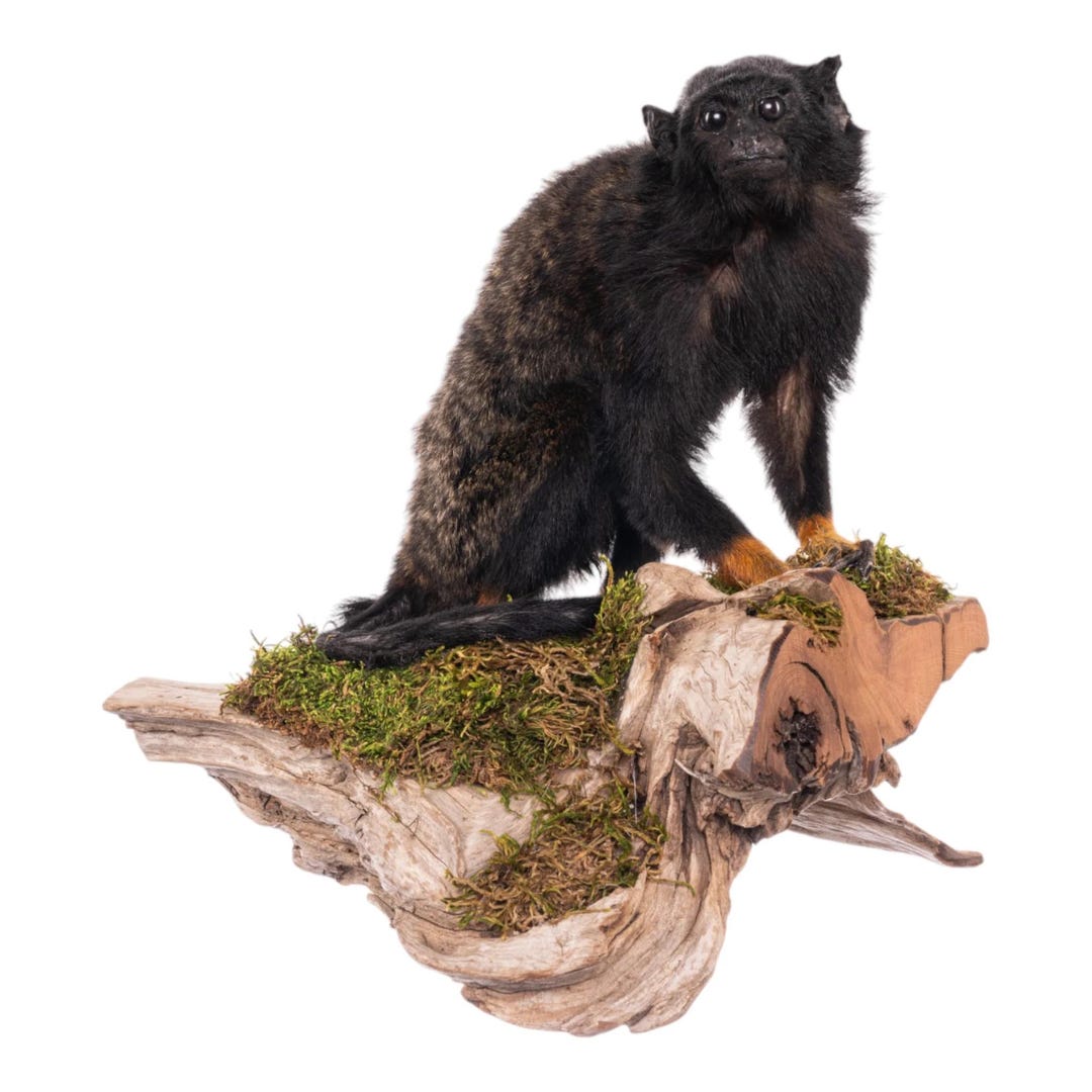 Real Golden-handed Tamarin Full Body Mount Freeze Dried - Etsy