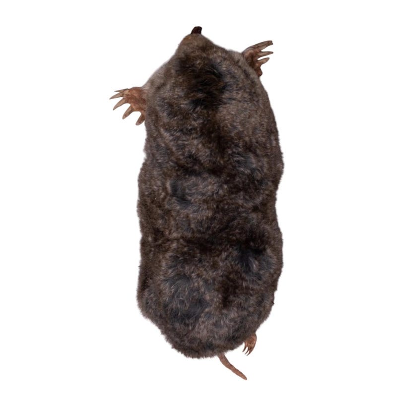 Real Freeze-dried Mole Taxidermy - Etsy