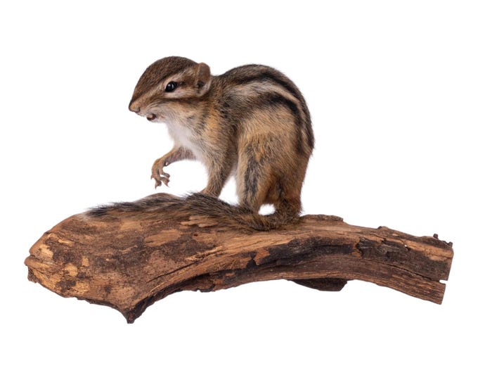 Real Eastern Chipmunk Full Body Freeze Dried Taxidermy - Etsy