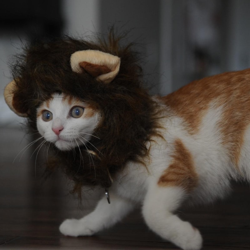 Cat Lion Mane Costume - Etsy