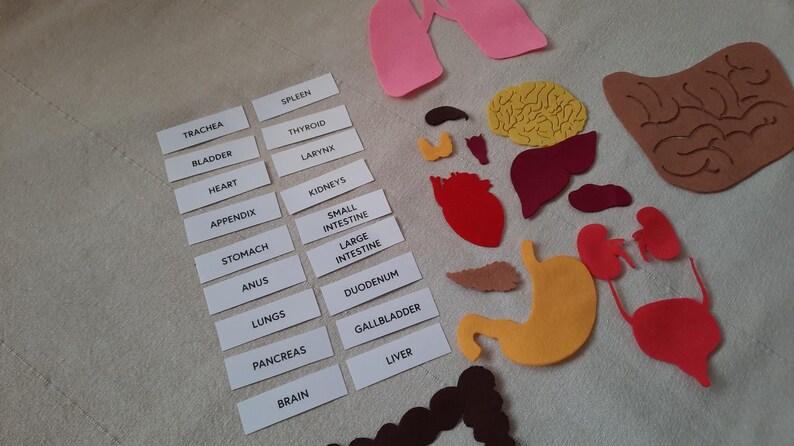 Human Anatomy Set | Felt Body Organs - Etsy