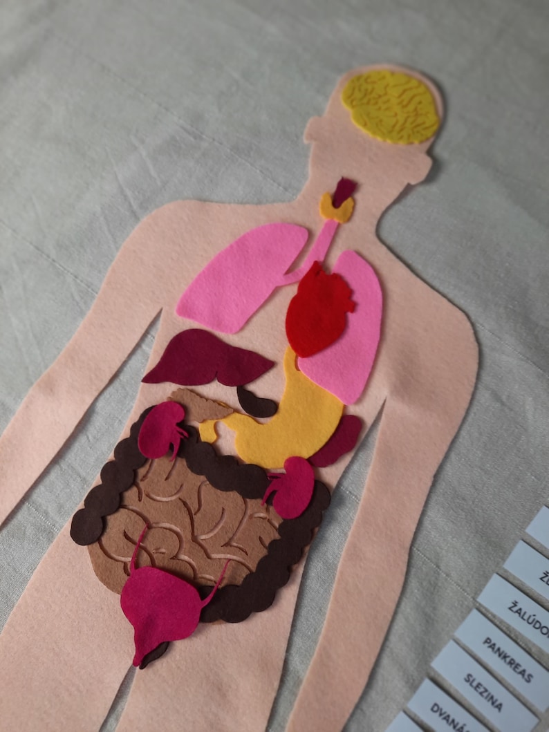Human Anatomy Set | Felt Body Organs - Etsy