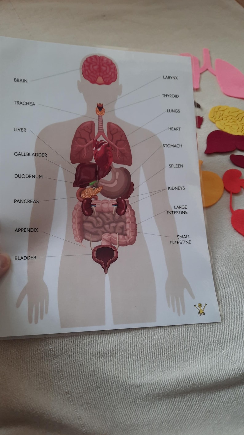 Human Anatomy Set | Felt Body Organs - Etsy