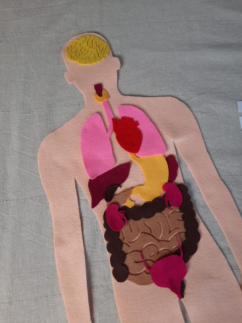 Human Anatomy Set | Felt Body Organs - Etsy