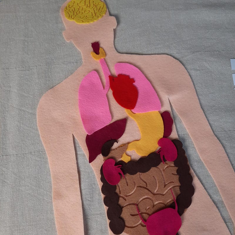 Human Body Felt - Etsy