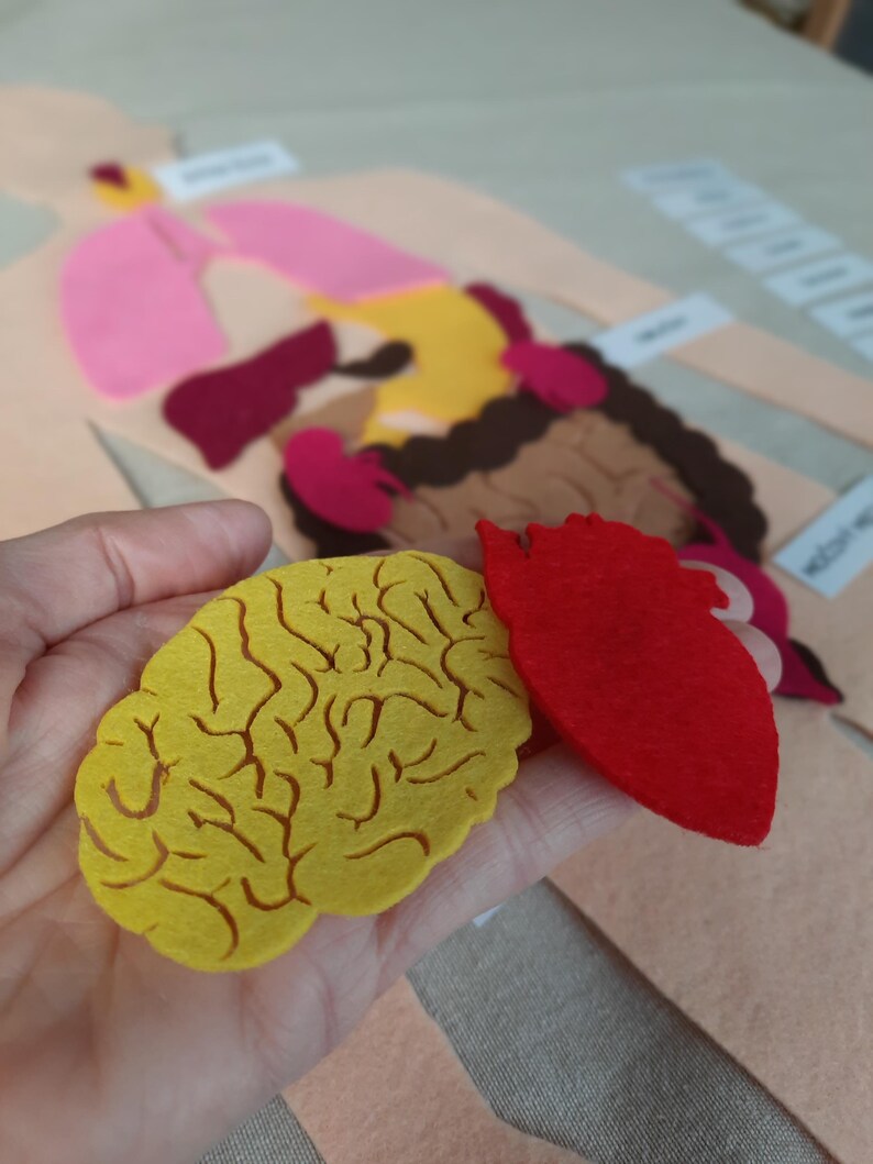 Human Anatomy Set | Felt Body Organs - Etsy