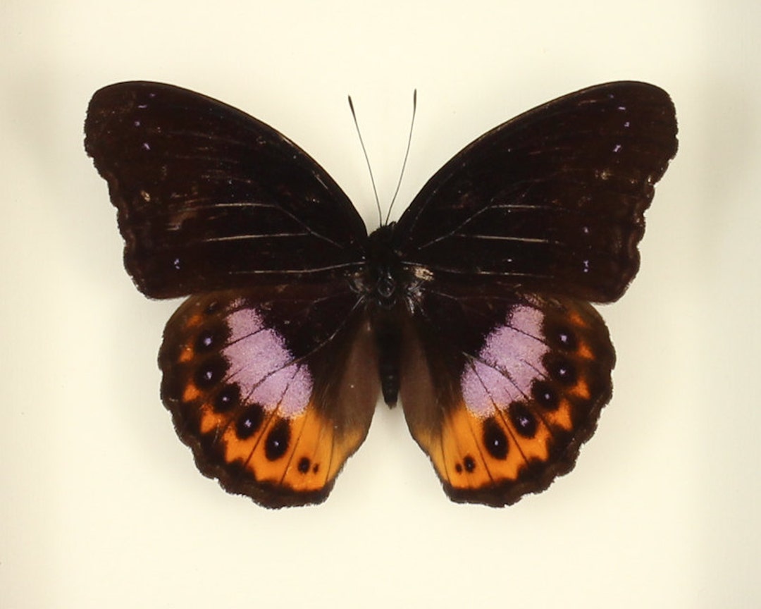Framed Butterfly Display Hypolimnas Pandarus Eggfly - Etsy