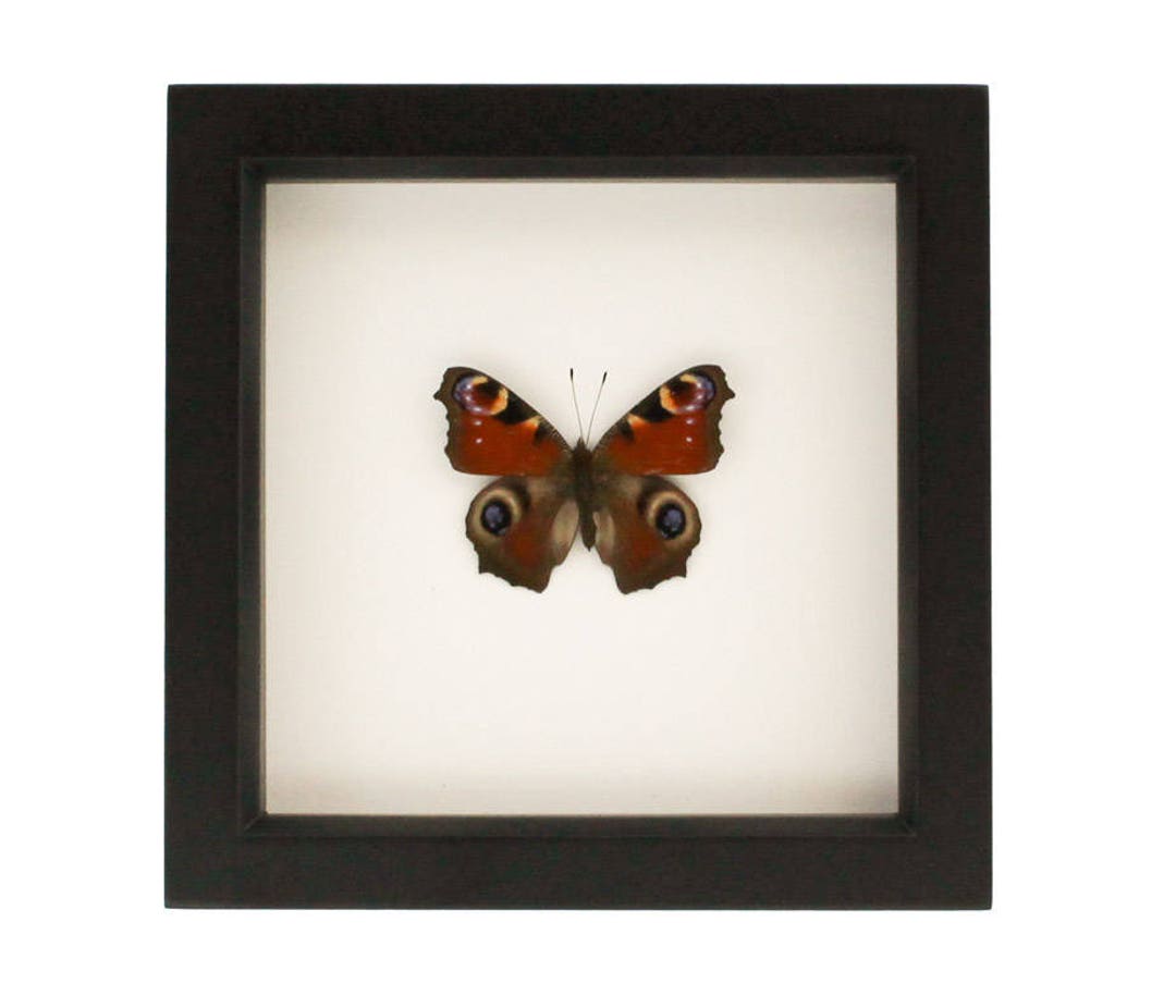 Real Framed Insect Display With European Peacock Butterfly Gift - Etsy