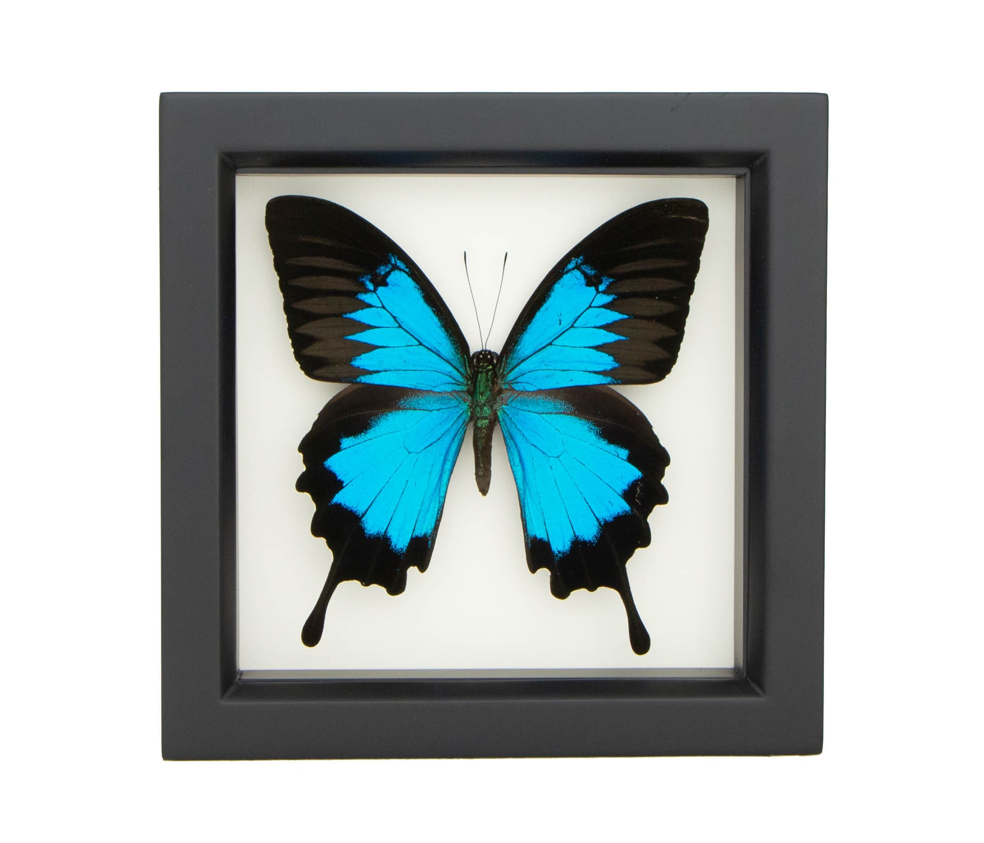 Blue Butterfly Frame
