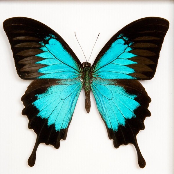 Sterling Silver Butterfly Wing Jewelry Blue Mountain - Etsy