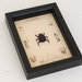 Preserved Scarab Beetle Anatomy Taxidermy Display - Etsy