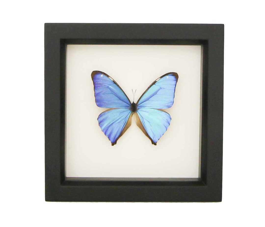 Real Butterfly Display Blue Morpho Birthday Gift - Etsy