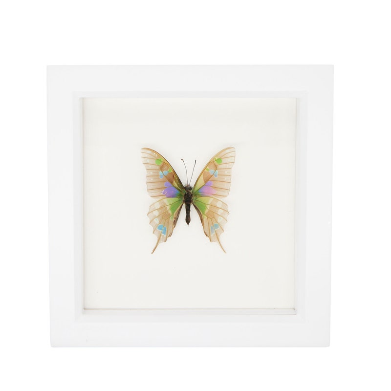 Butterfly Skeleton - Etsy