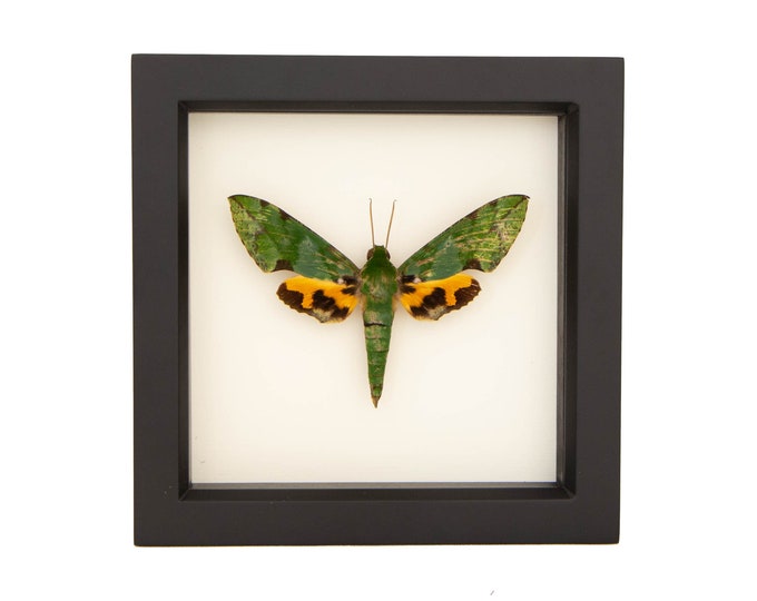 Mounted Moth Verdant Sphinx Insect Taxidermy - Etsy