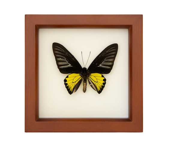 Framed Golden Birdwing Butterfly Decor Troides Rhadamantus - Etsy