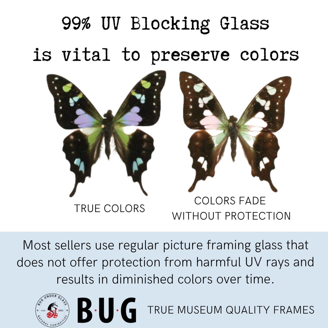 Framed Scarab Beetle Anatomy Natural History Display - Etsy