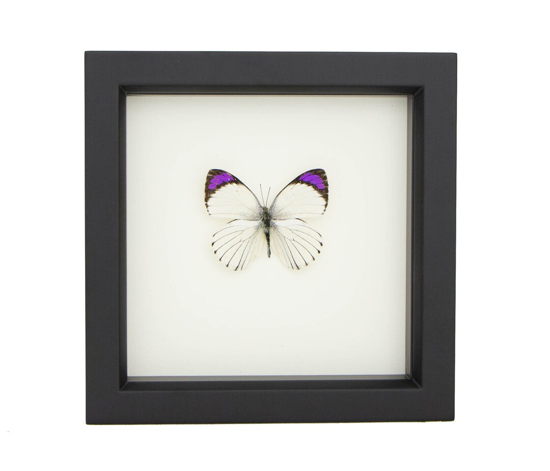 Framed Purple Tip Butterfly Colotis Ione 6x6 - Etsy