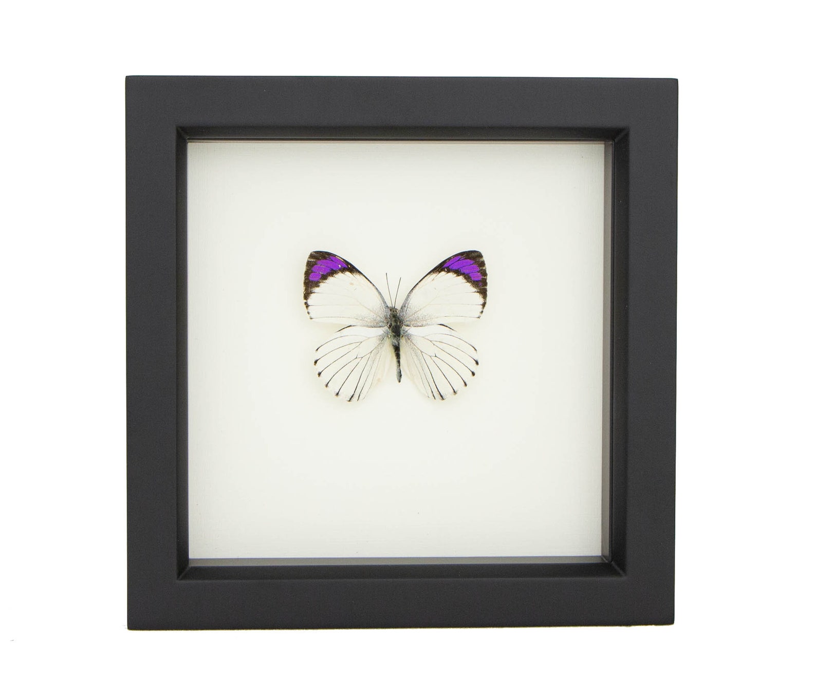 Framed Purple Tip Butterfly Colotis Ione 6x6 - Etsy