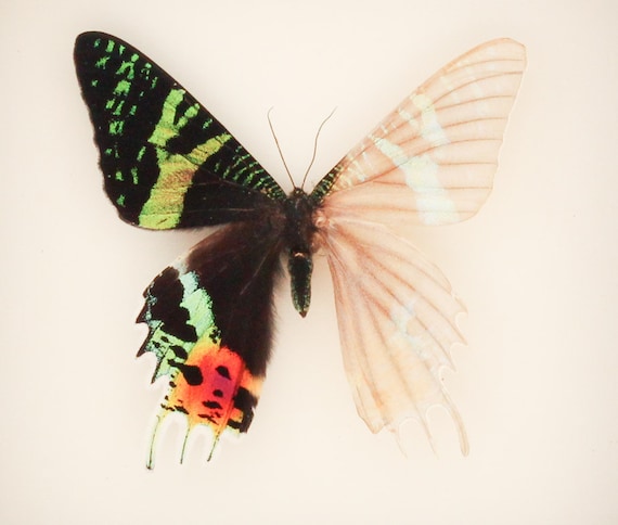 Real Framed Moth Skeleton Sunset Moth Display Insect Taxidermy - Etsy