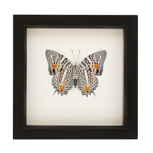 Butterfly Display Case Real Insect Taxidermy Art Baeotus - Etsy