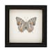 Butterfly Display Case Real Insect Taxidermy Art Baeotus - Etsy