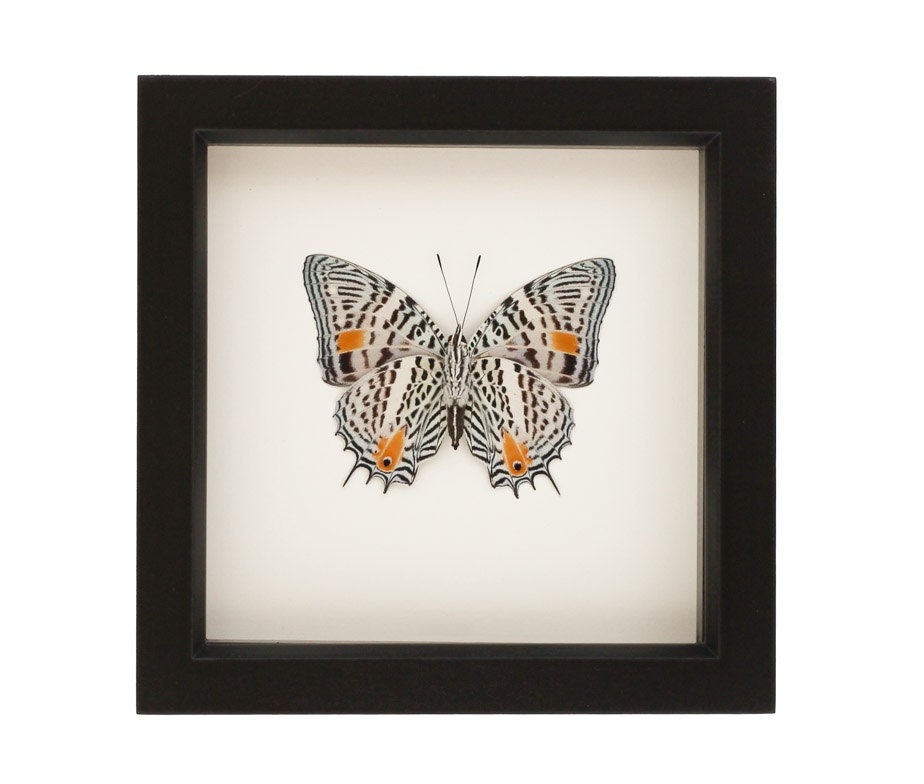 Butterfly Display Case Real Insect Taxidermy Art Baeotus - Etsy