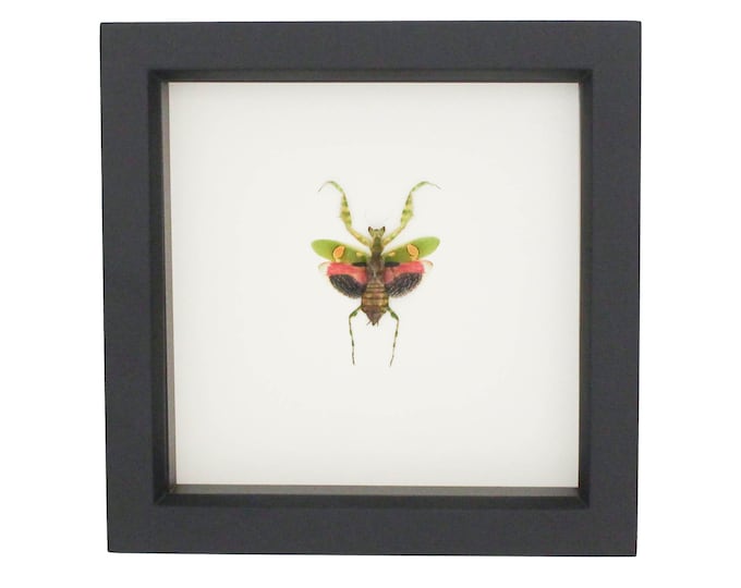 Rare Framed Pink Umbrella Mantis Taxidermy Caliris Elegans Female - Etsy