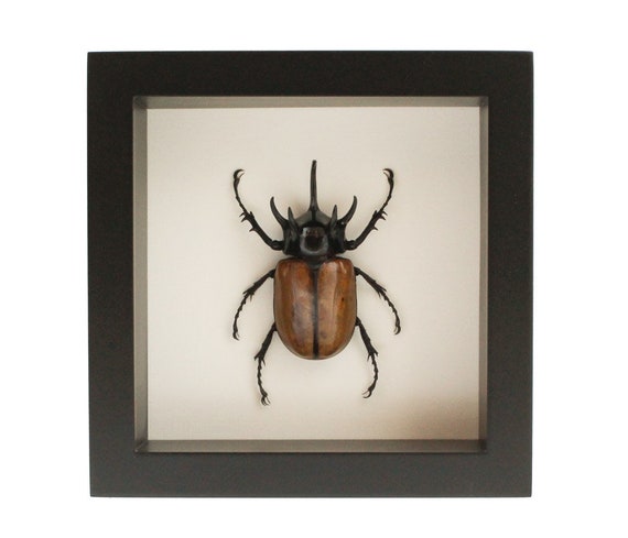 Framed Rhino Beetle Taxidermy Museum Display 6.5x6.5 - Etsy