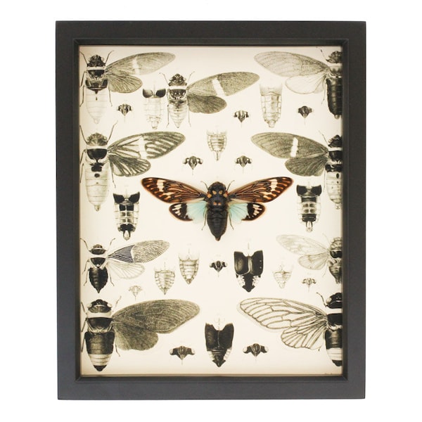 Insect Art - Etsy