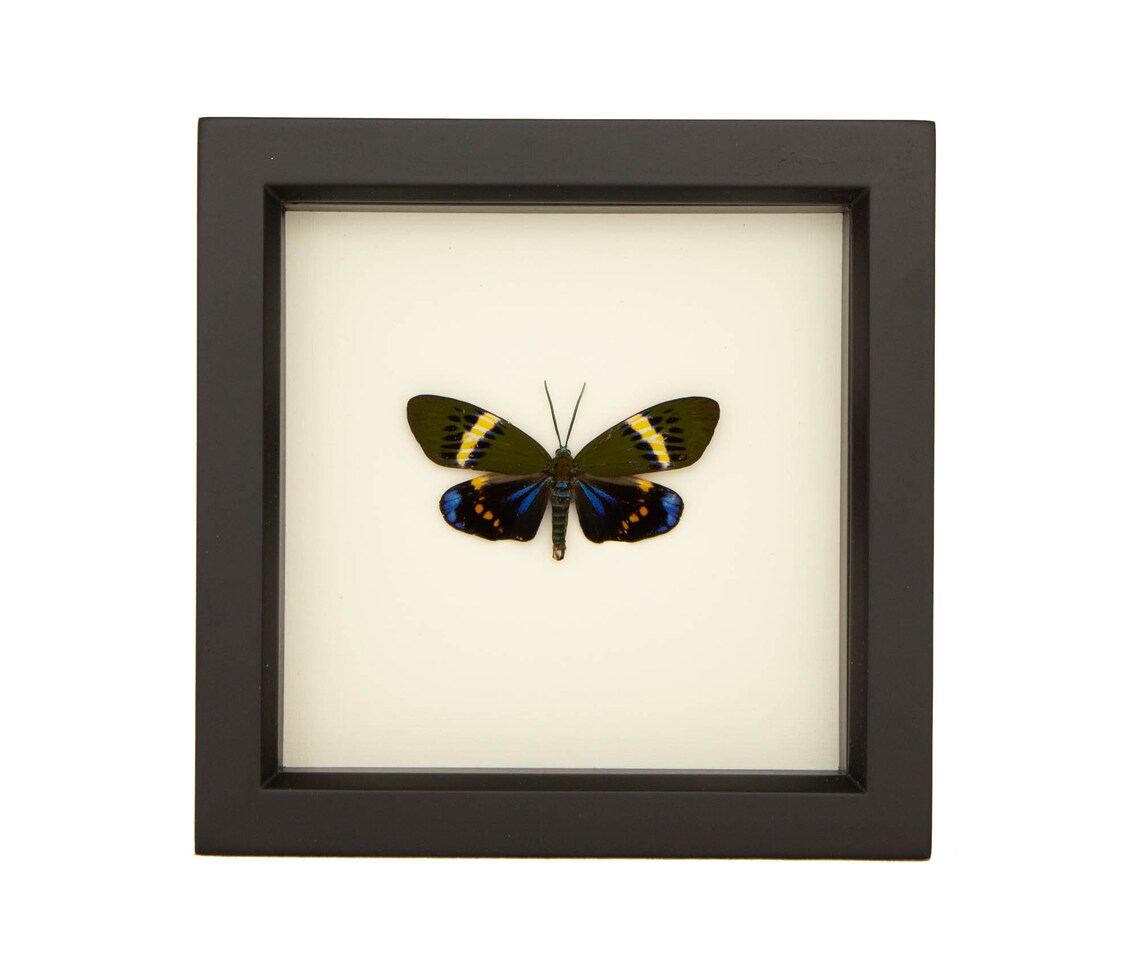 Framed Moth Shadowbox Taxidermy Display Eterusia Repleta - Etsy