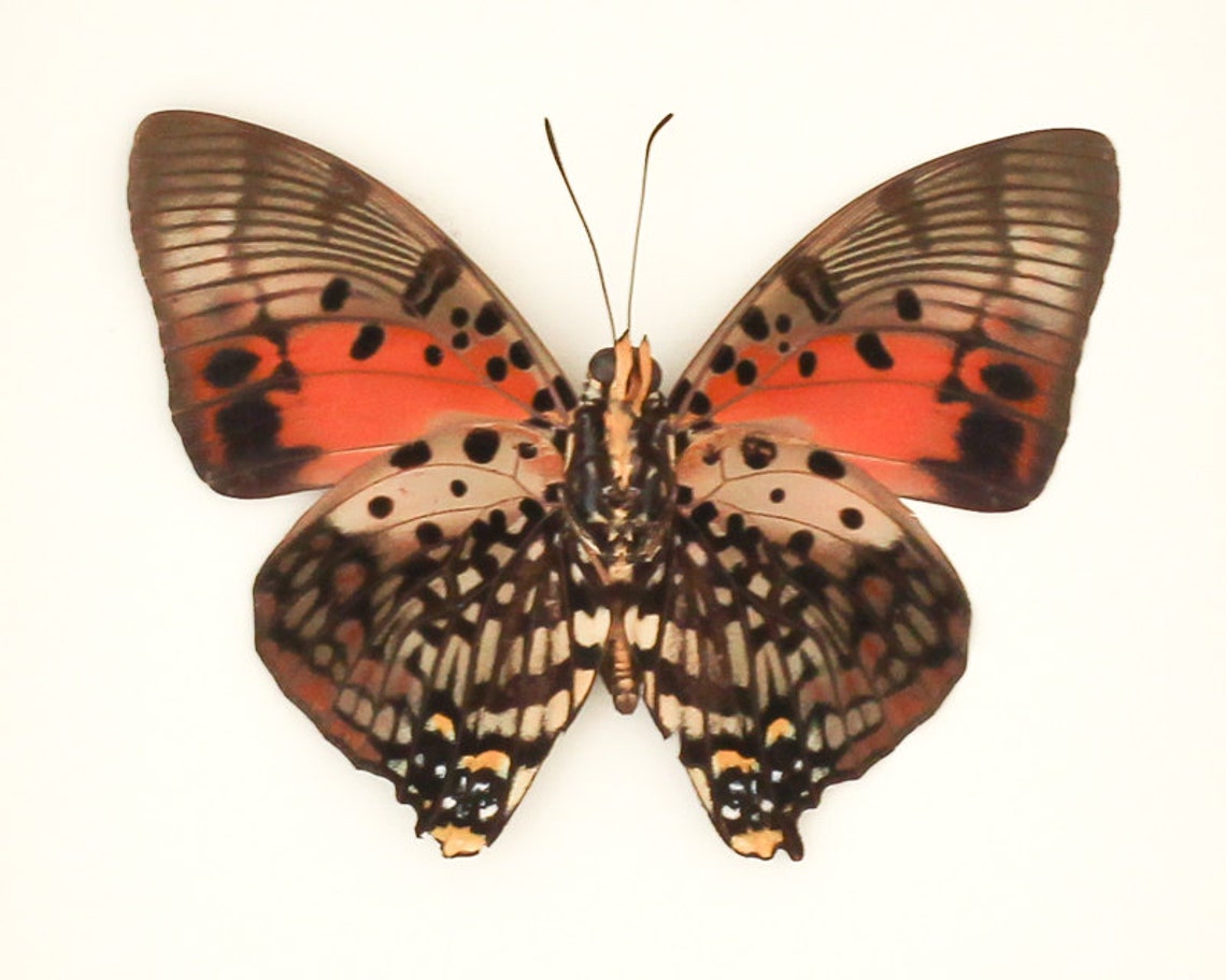 Real Framed Butterfly Display UV Blocking Glass Bug Under | Etsy