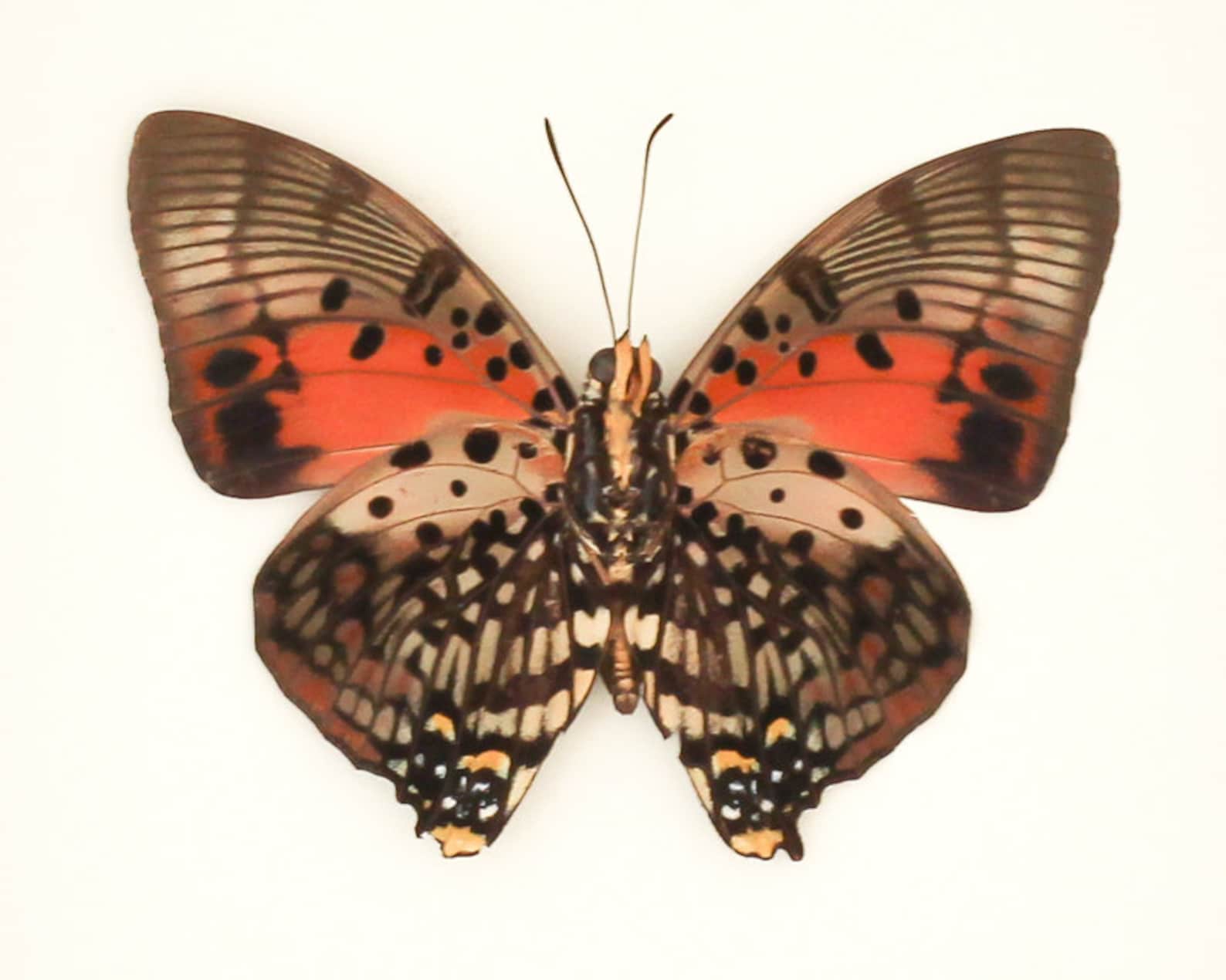 Real Framed Butterfly Display UV Blocking Glass Bug Under | Etsy