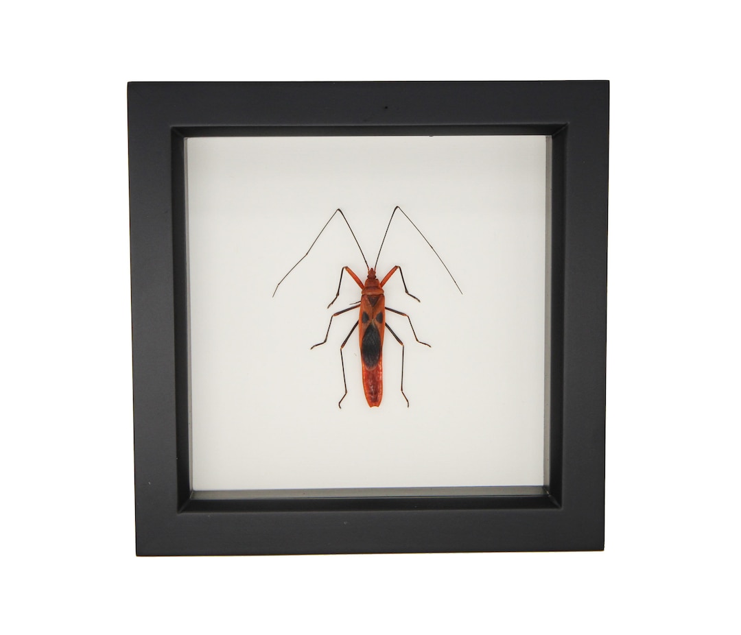 Framed Red Screaming Face Bug 6x6 Display UV Blocking - Etsy