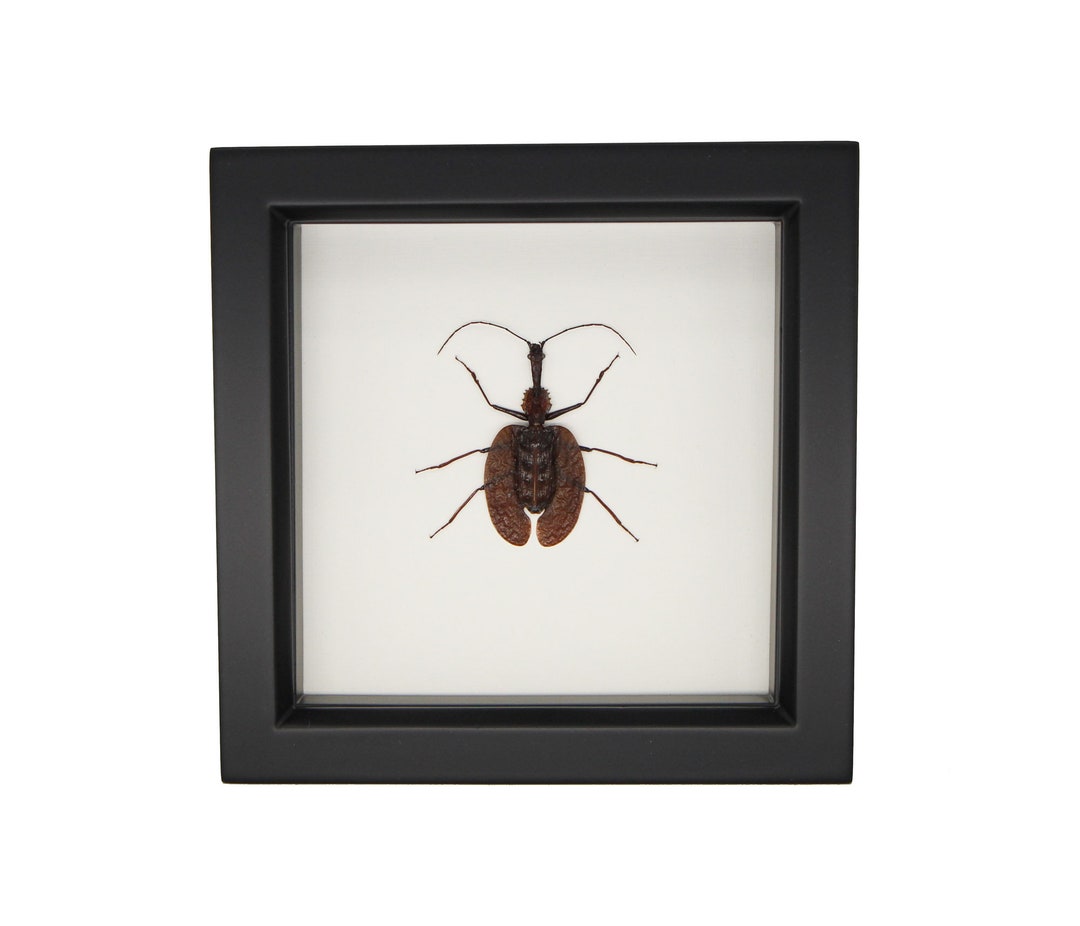 Real Framed Beetle Violin Beetle Small Mormolyce Phyllodes 307 - Etsy