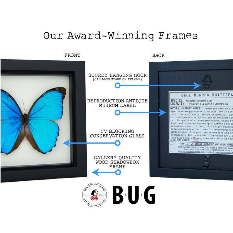 Framed Lanternfly Pair Insect Taxidermy Display - Etsy