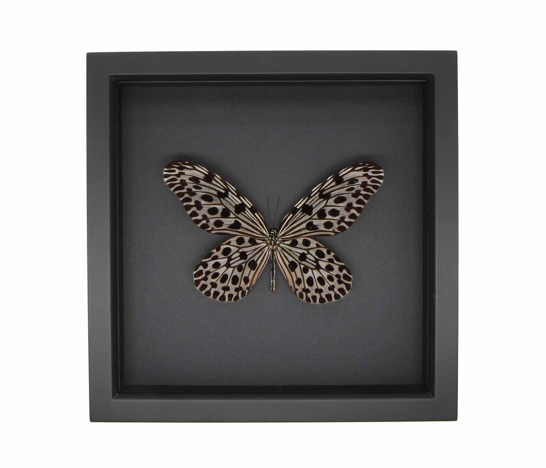 Framed Black and White Malaysian Giant Tree Nymph Butterfly Idea ...