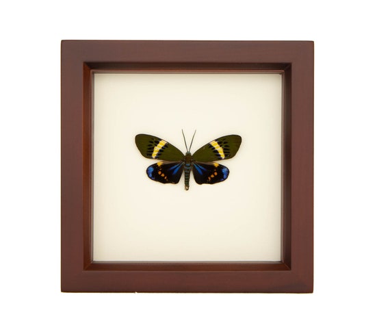 Framed Moth Display Museum Quality Insect Art | Etsy