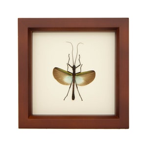 Framed Walking Stick Insect Taxidermy Shadowbox - Etsy