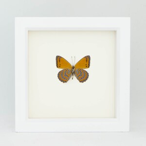 Real Framed Butterfly Display Meadow Wanderer Sallya Crenis Pechuelli ...