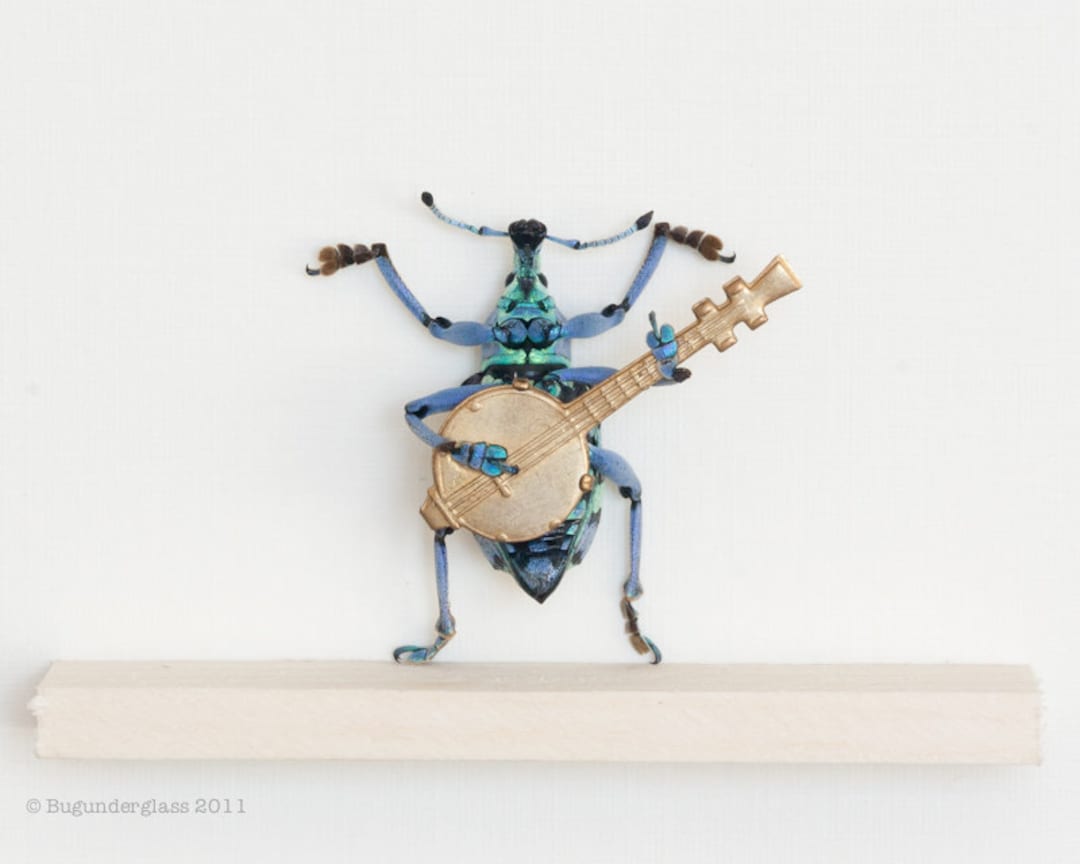 Real Beetle Playing the Banjo Taxidermy Insect Art Display - Etsy