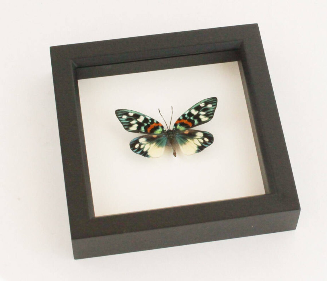 Real Moth Display Erasmia Pulchera 6x6 | Etsy