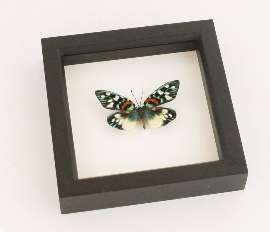 Real Moth Display Erasmia Pulchera 6x6 - Etsy