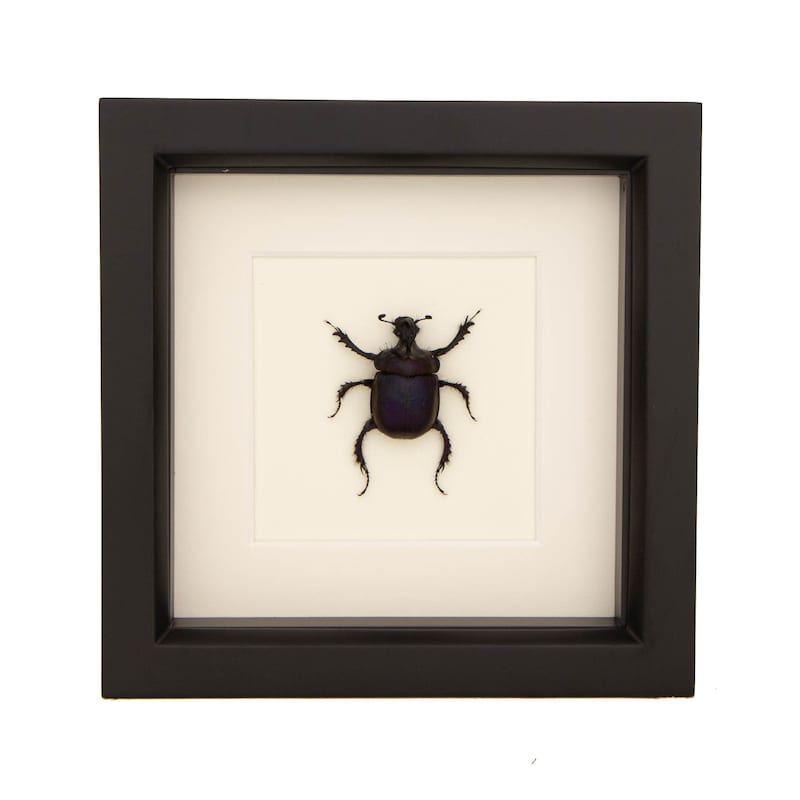 Real Scarab - Etsy