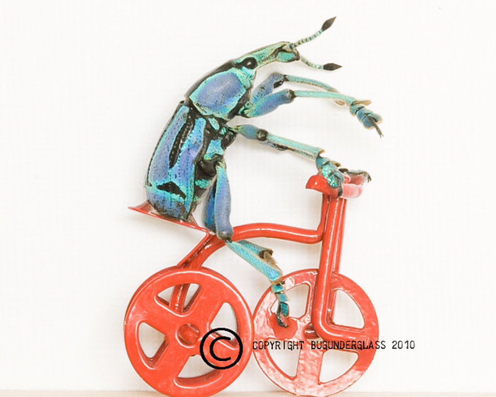 Real Beetle Riding Red Tricycle Natural History Insect Art - Etsy