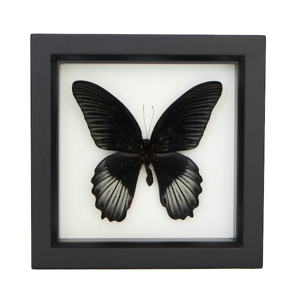 Framed Insects - Etsy